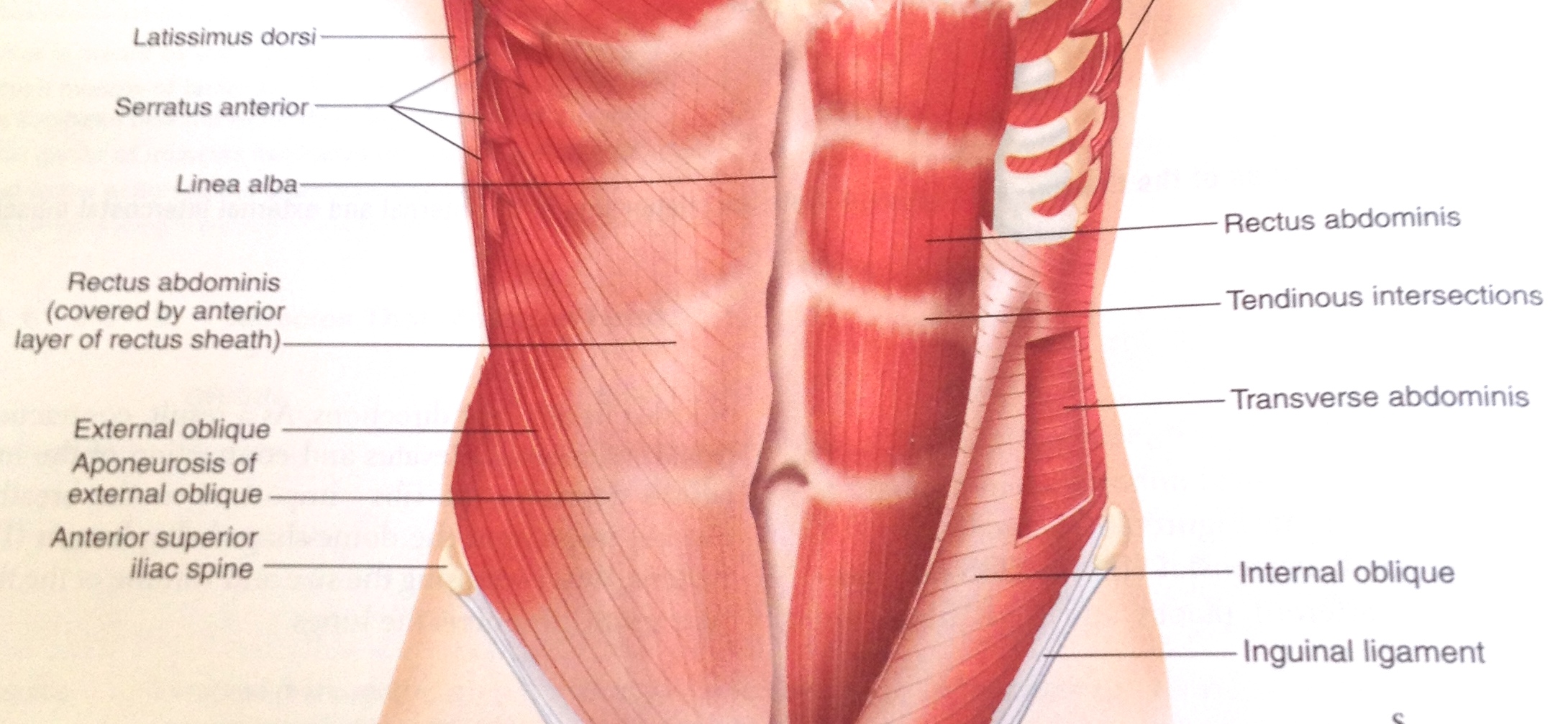 The Benefits Of Tummy Rubs Abdominal Massage Stream Point Wellness